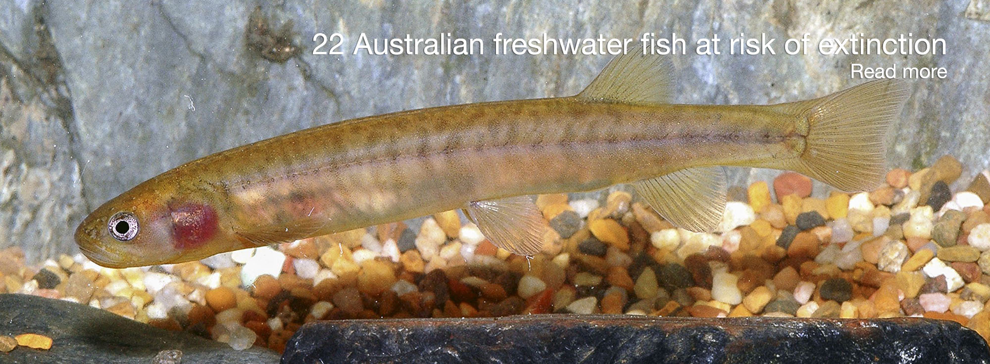 Threatened Species Recovery Hub