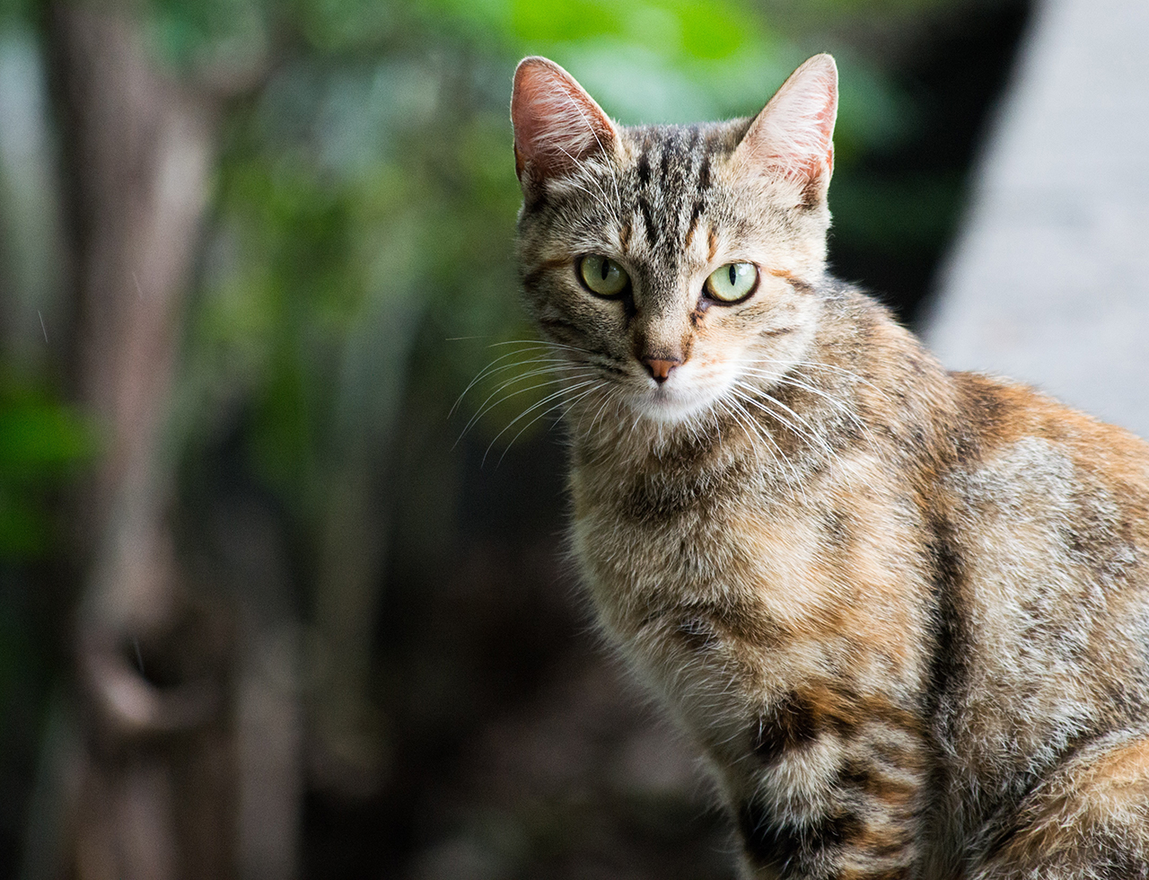 Cat Diseases Have 6 Billion Impact On Human Health In Australia